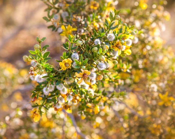 Desert Plants for Skin and Hair Care