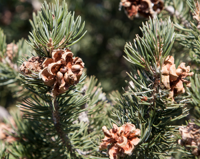 Desert Plants for Skin and Hair Care